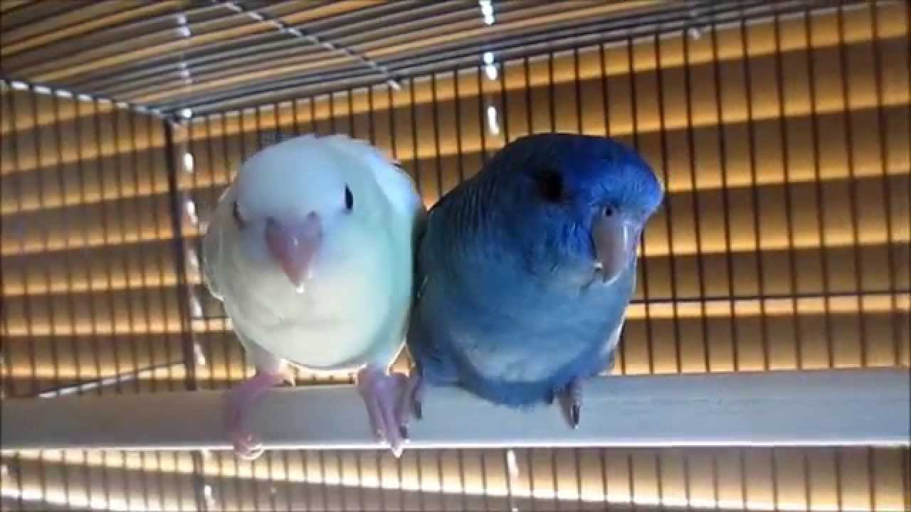 Young Lineolated Parakeet Pair, Creamino & Cobalt Blue - YouTube