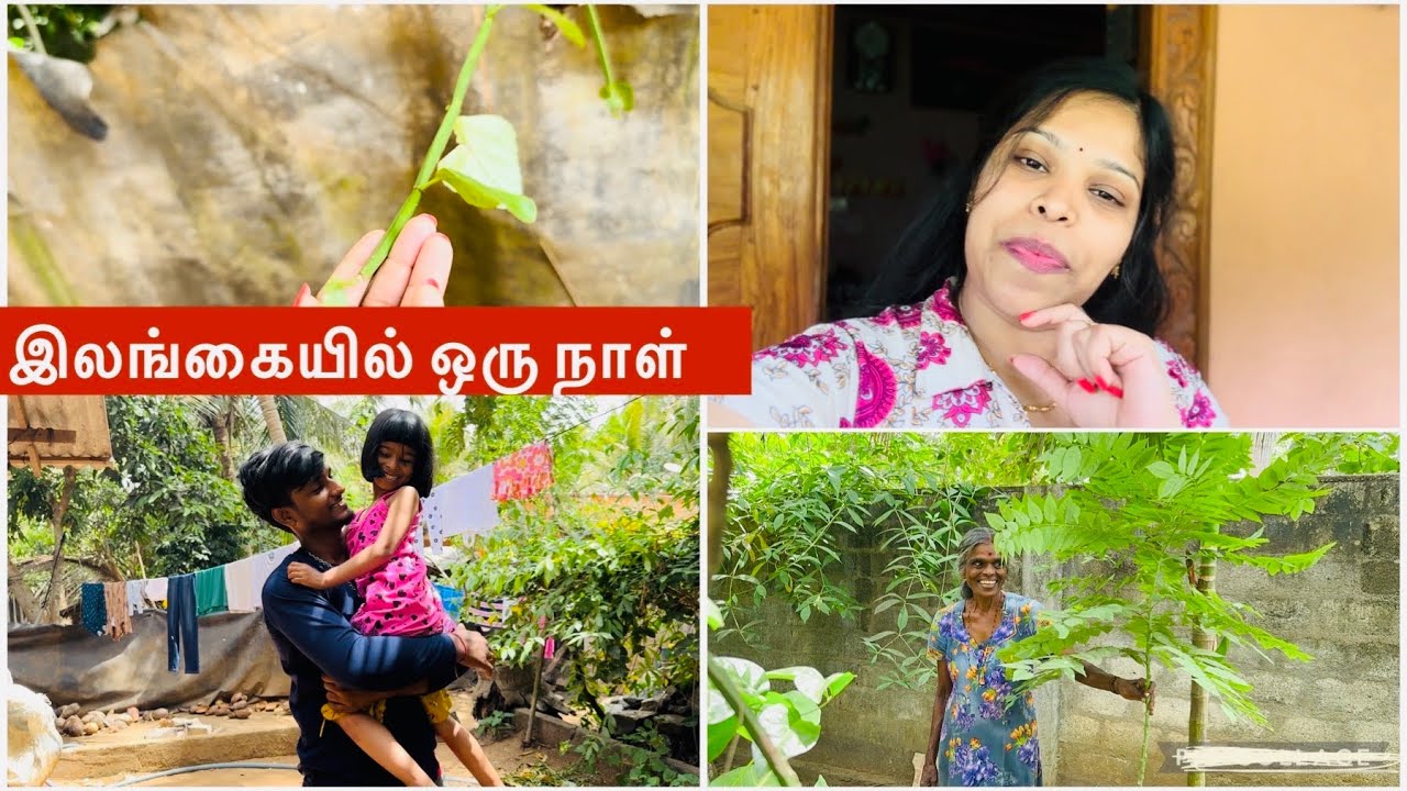 இலங்கையில் எனது வீட்டுத் தோட்டம் வாங்க பார்க்கலாம🤩/Sri lankan vlogs Tamil /Sri lanka holiday ...