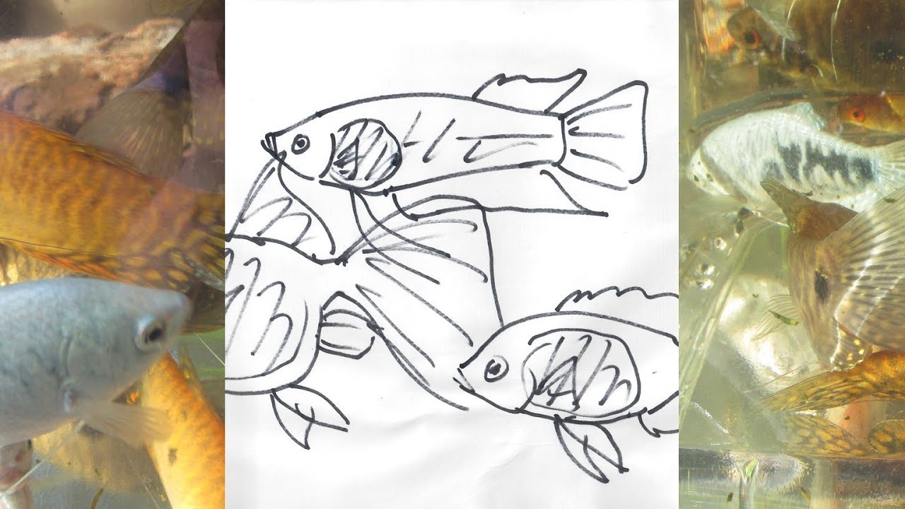 Pros & Cons of Keeping Gouramis with My Drawing to Help Explain - YouTube