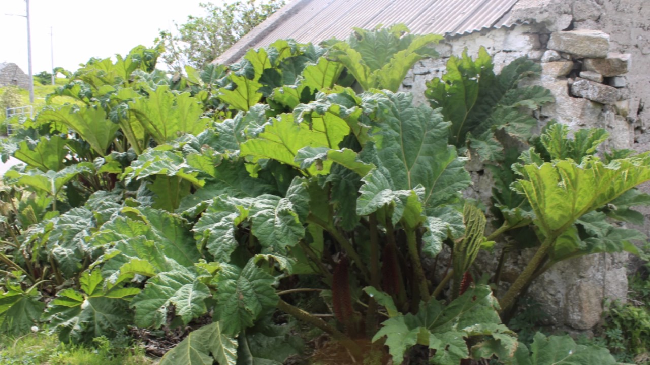 Wild Rhubarb Invading Gweedore - YouTube