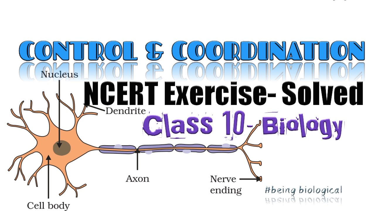 Class 10 biology | solved ncert exercise | control and coordination ...