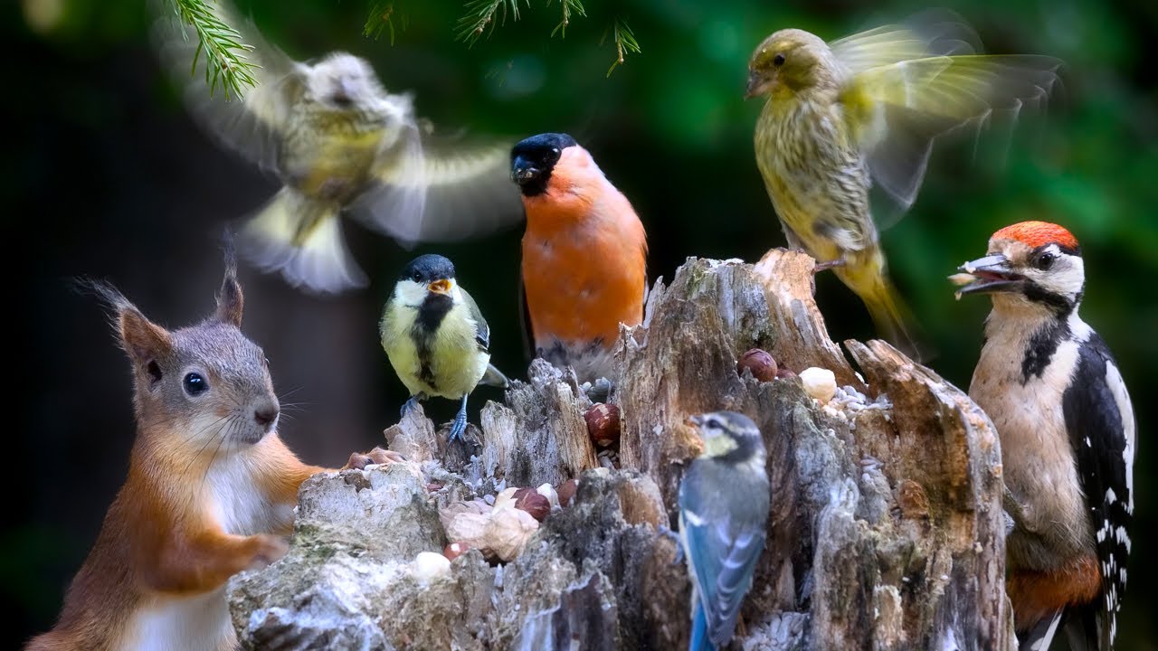Cat TV: BIRDS for Cats to Watch 😺 with Squirrels and Forest Bird Sounds ...