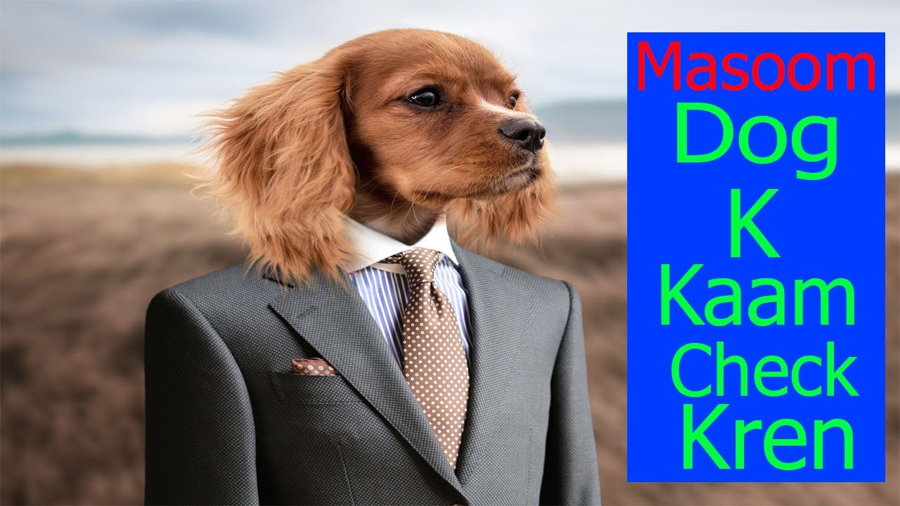 Funniest Dog Animal Vedio | Best Animal Vedio | Animal Show - YouTube