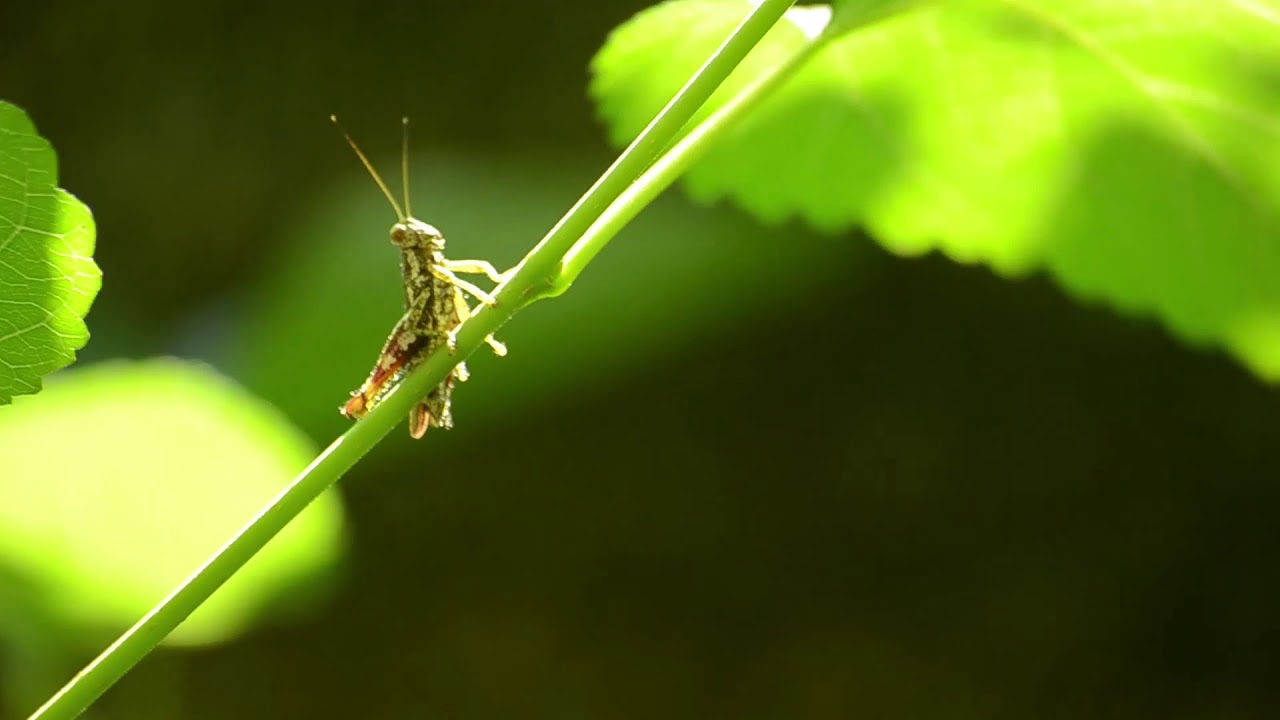 Grasshopper Jump - Free Footage, Copyright Free - YouTube