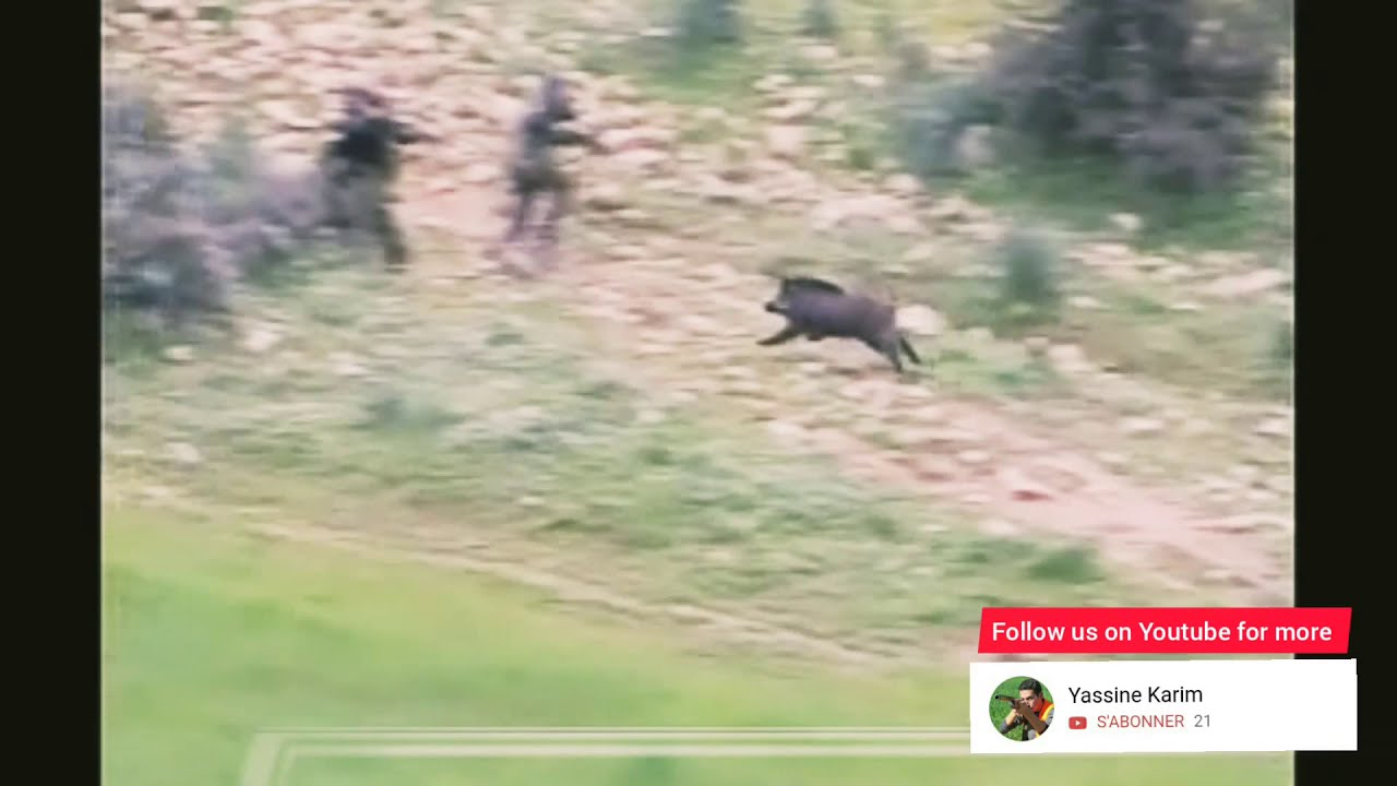 wild boar Hunting in Morocco / فيديو رائع لقنص الخنزير بالمغرب ، yaban ...
