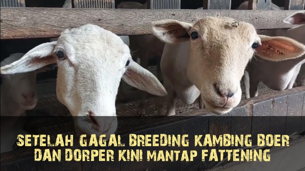 SETELAH GAGAL BREEDING BOER DAN DORPER KINI MANTAP FATTENING DOMBA ...