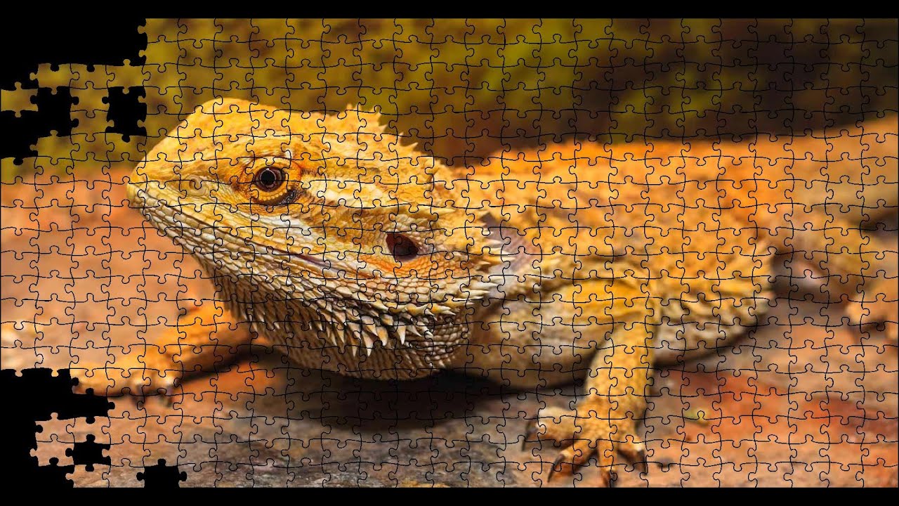 Bearded Dragon Puzzle Time Lapse 500pcs - YouTube