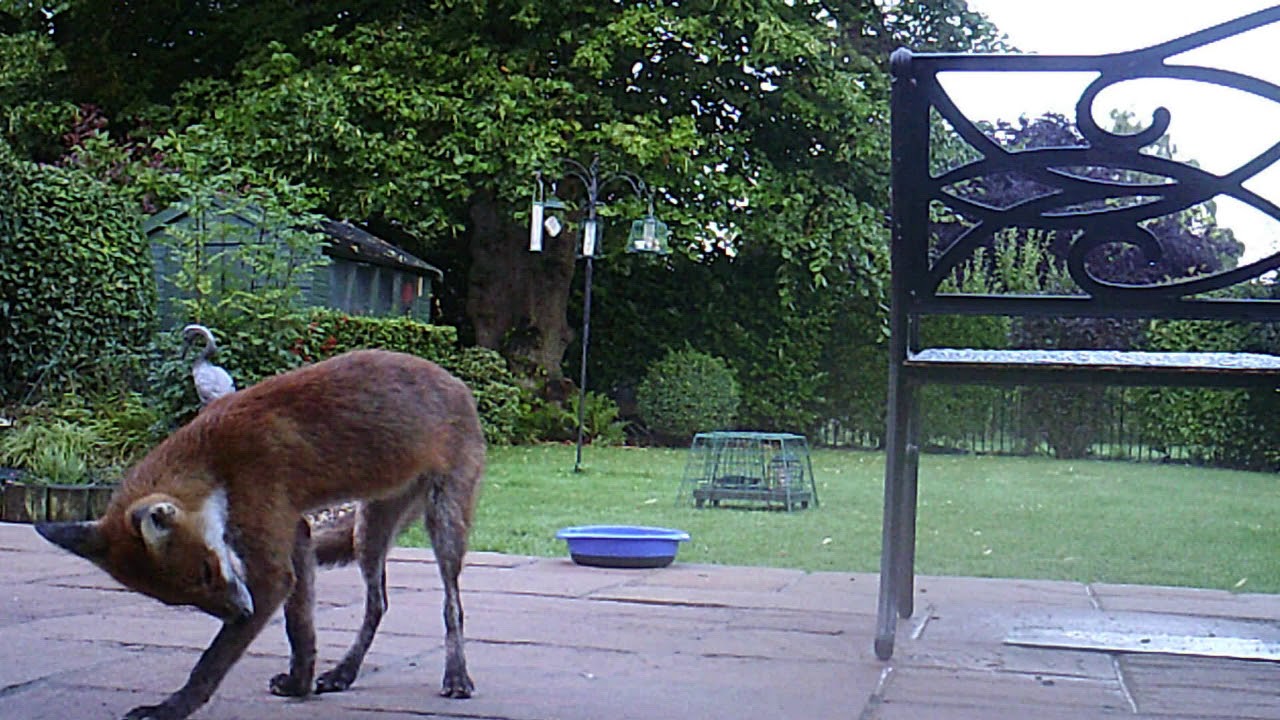 3 Days after mange medication Fox biting & scratching - YouTube