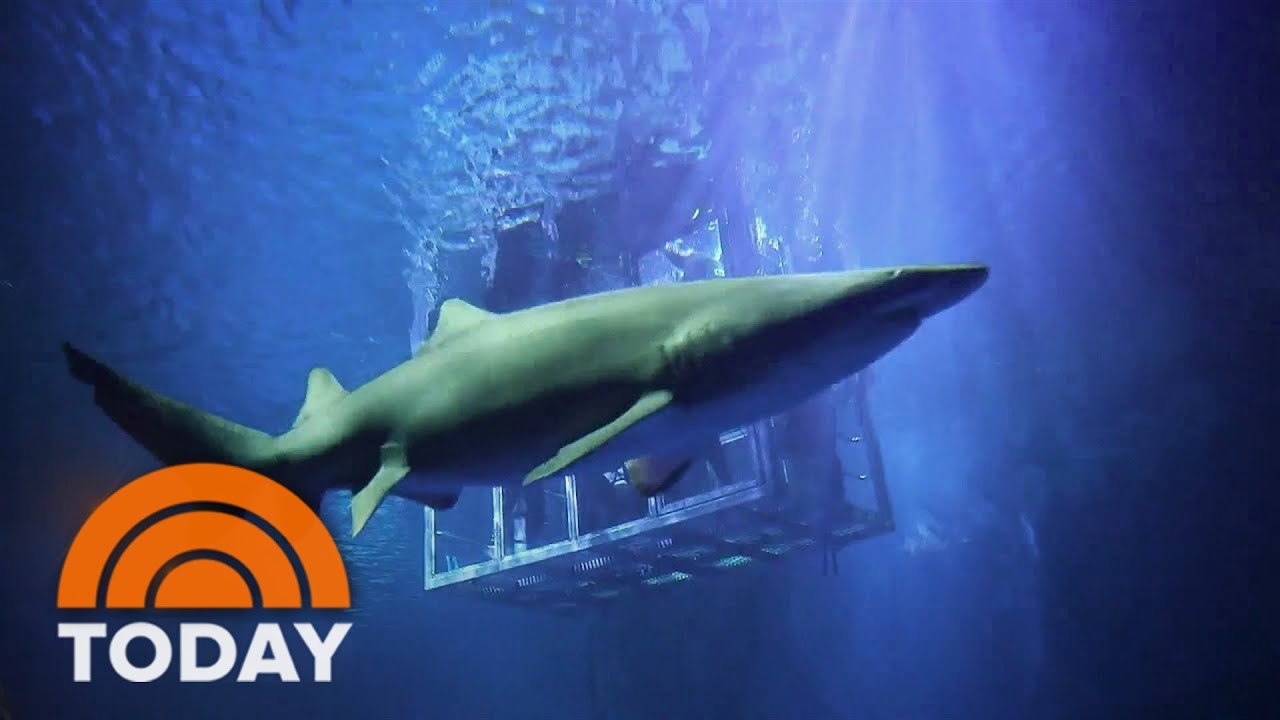 Georgia Aquarium Great White Shark