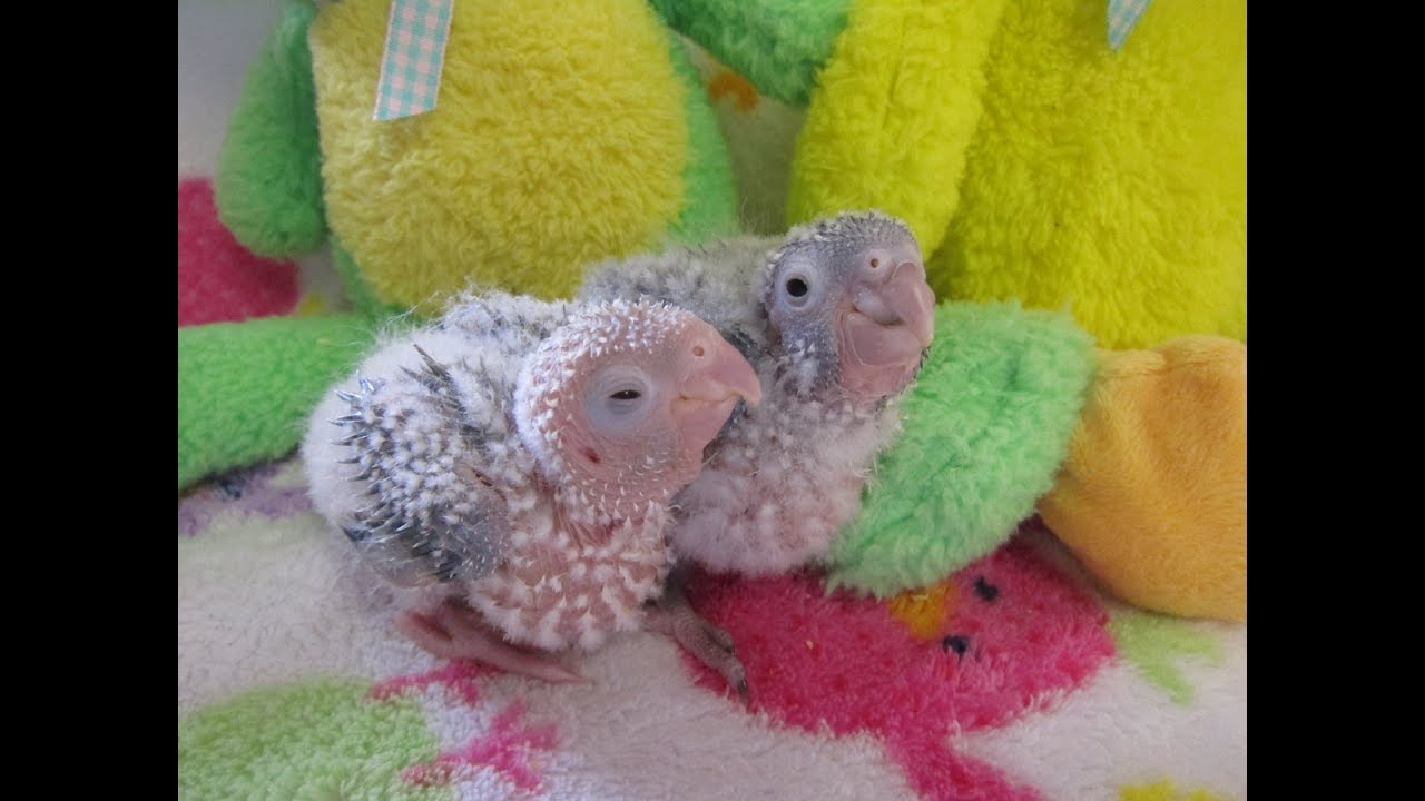 Rico and Parsley's 2 week old Baby Turquoise Green Cheek Conures - YouTube