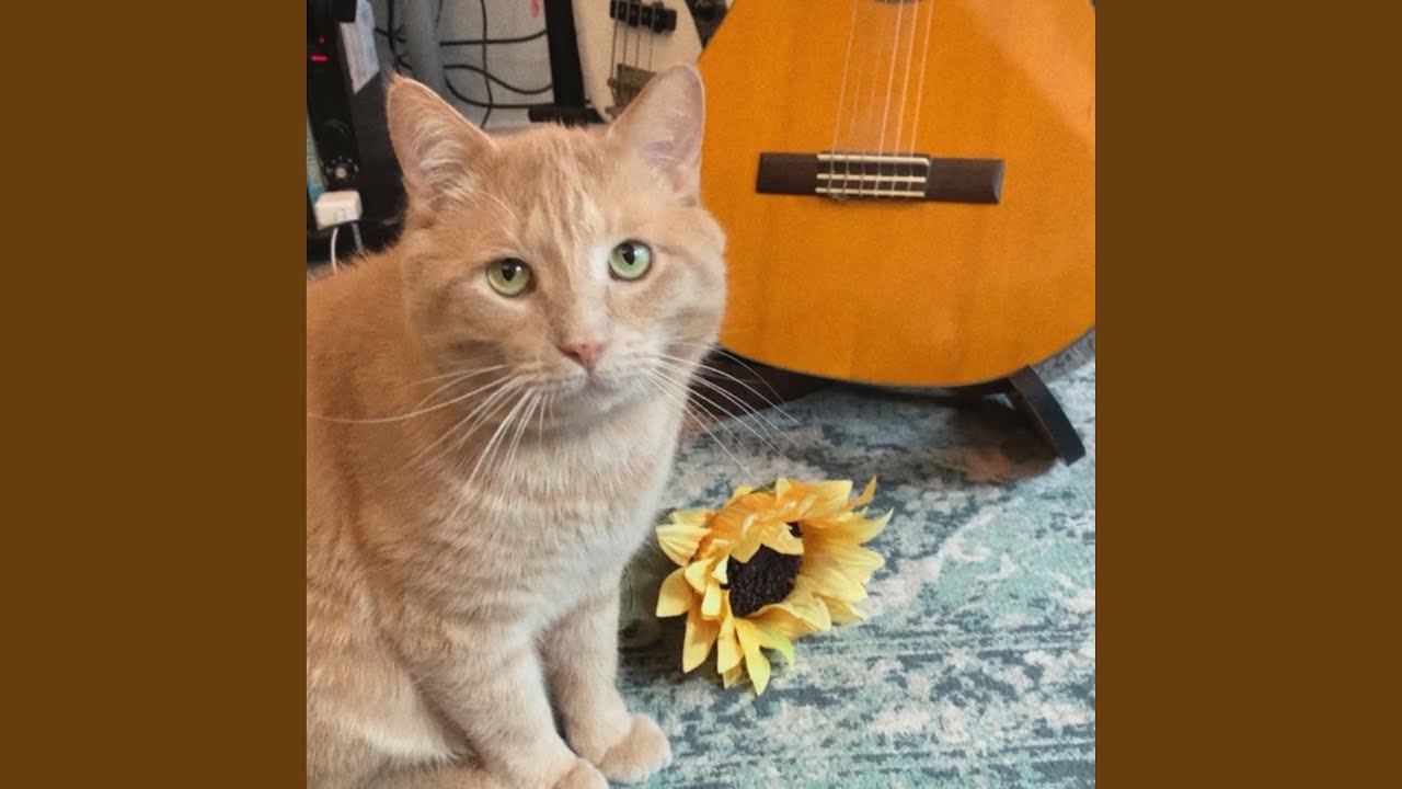 Sunflower (Acoustic Version) - YouTube