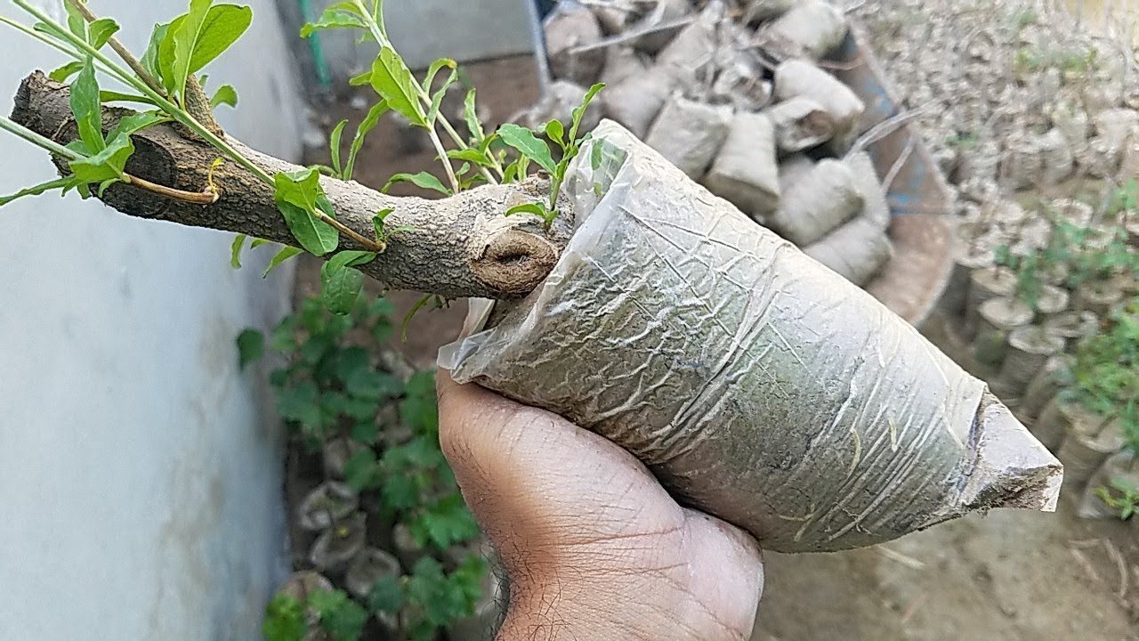 Procedure to Root Pomegranate Cuttings | the Best Methods to Propagate ...