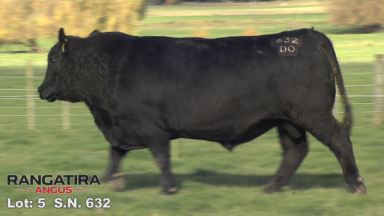 Rangatira Angus Bullsale 2020 - Lot 5 SN 632 - YouTube