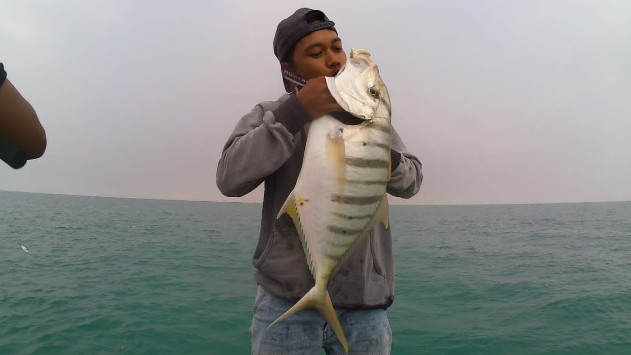 Luar biasaa...Disaat arus kencang ikan Simba Golden Besar-besar yang ...