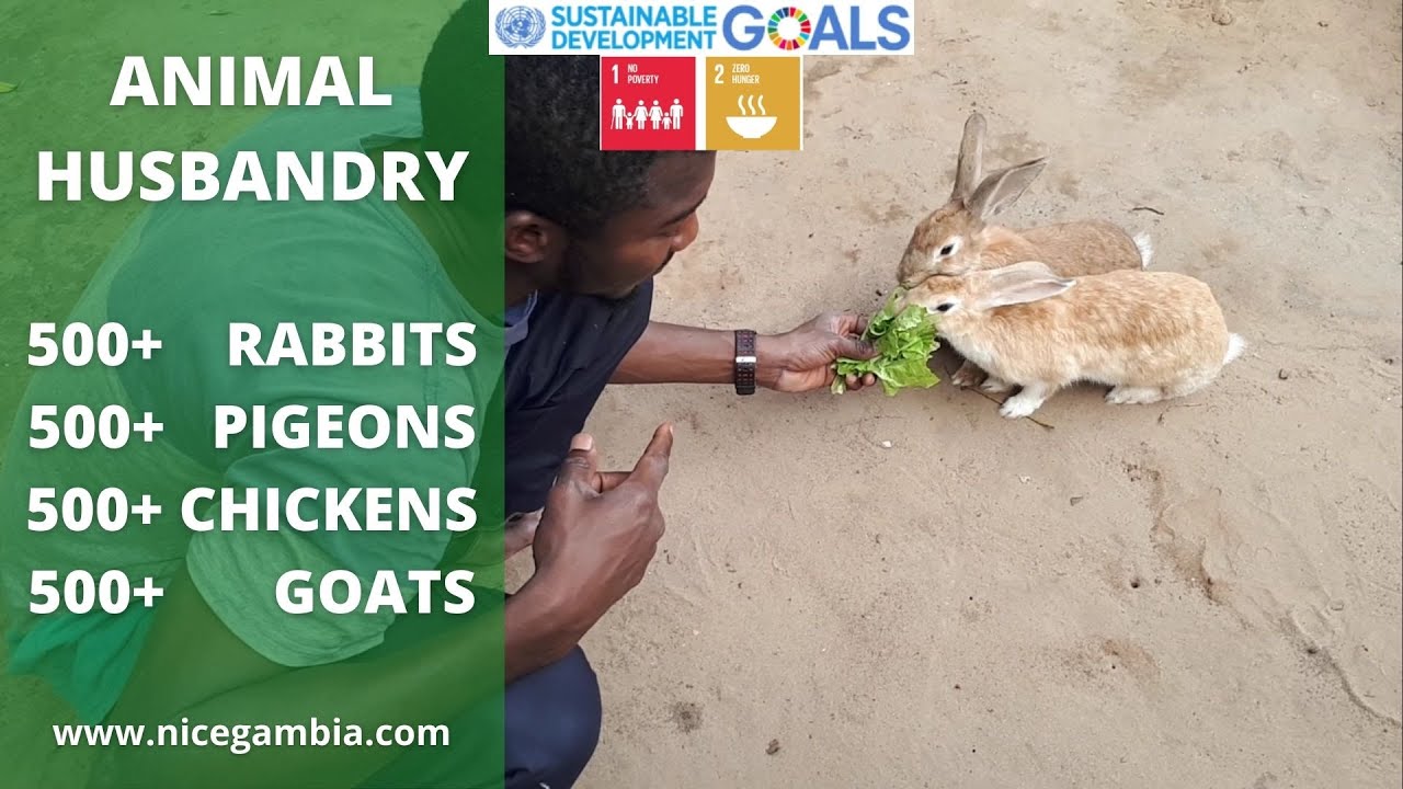 Rearing Rabbits Pigeon Goats Poultry in The Gambia | Youths in Business ...