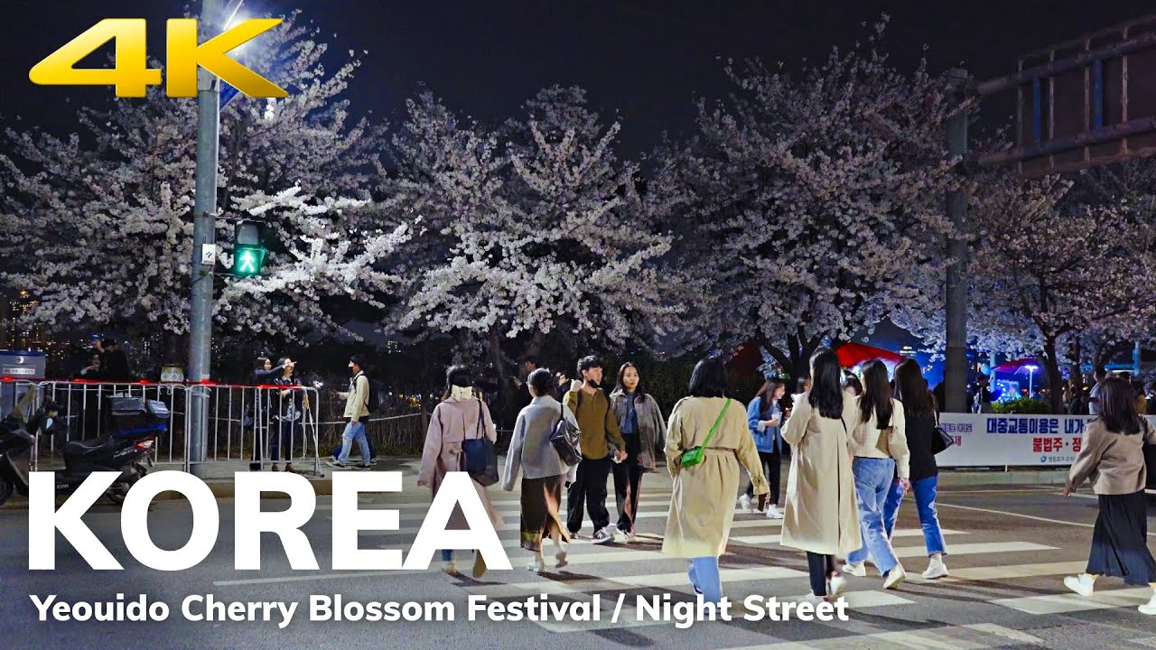 【4K】 Yeouido Cherry Blossom Festival / Night Street - YouTube