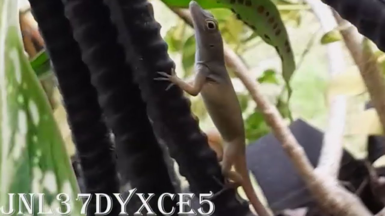 Yup😎, Home Invasion..... | LIZARD EARTH | @BirdBath1 - YouTube