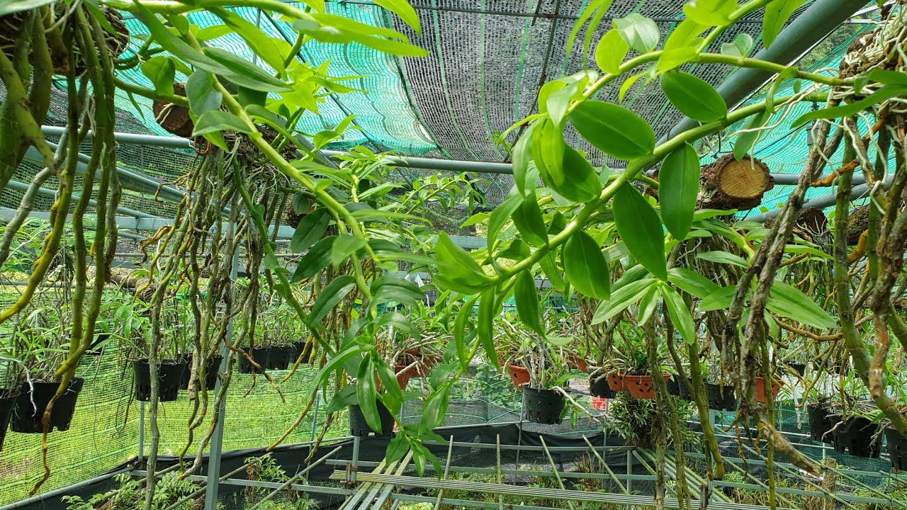 09/7- phong lan rừng : những loại phong lan đẹp giá rẻ đã thuần 0349. ...