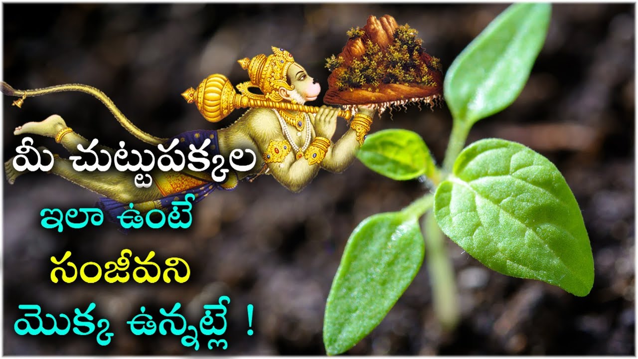 మీ చుట్టుపక్కల ఇలా ఉందంటే గరుడ సంజీవని మొక్క ఉన్నట్లే ! | Garuda ...