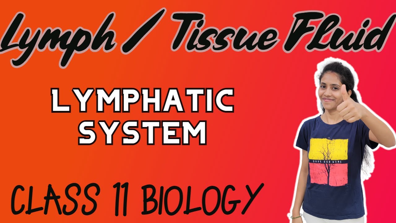 Lymph Tissue fluid quick | lymphatic system | Class 11 biology | NCERT ...
