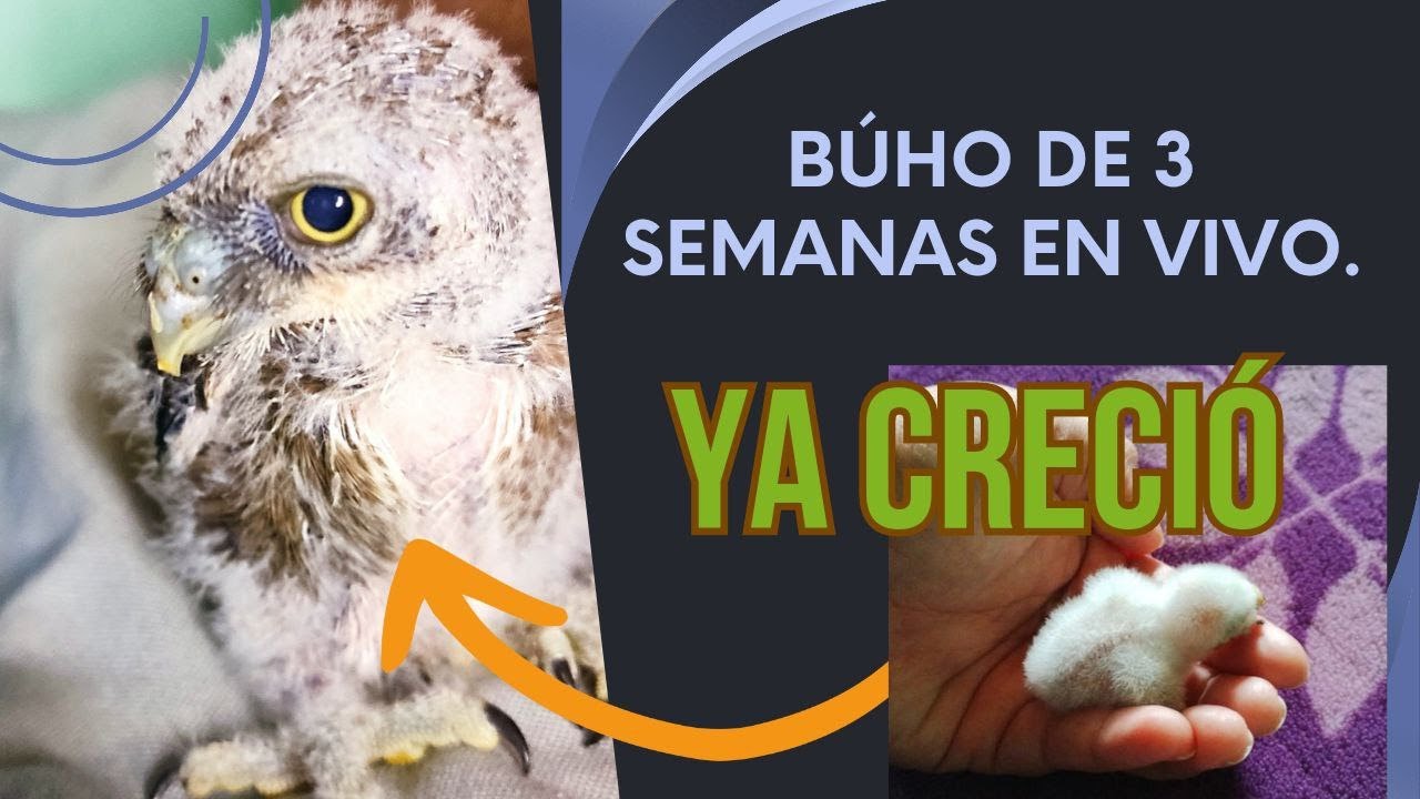 Live Baby Owl | Bebé Buho en vivo - YouTube