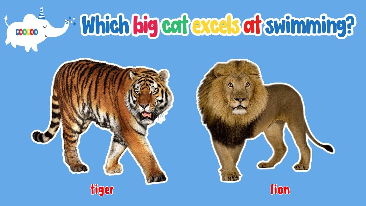 Animal Quiz: How Well Do You Know Your Animals? - YouTube