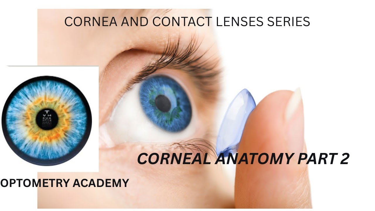 CORNEA AND CONTACT LENSES SERIES: CORNEAL ANATOMY PART 2 - YouTube