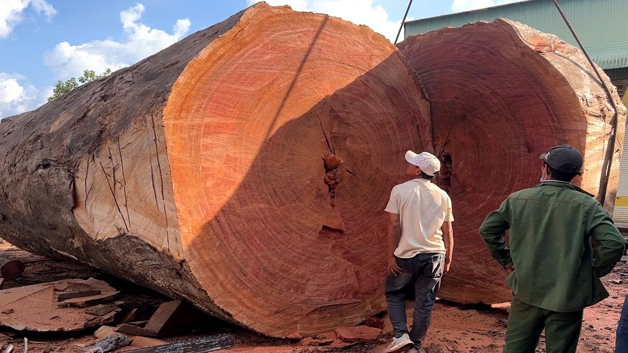 How to Cut Down a Giant Tree with Just a Chainsaw // Creative Design of ...