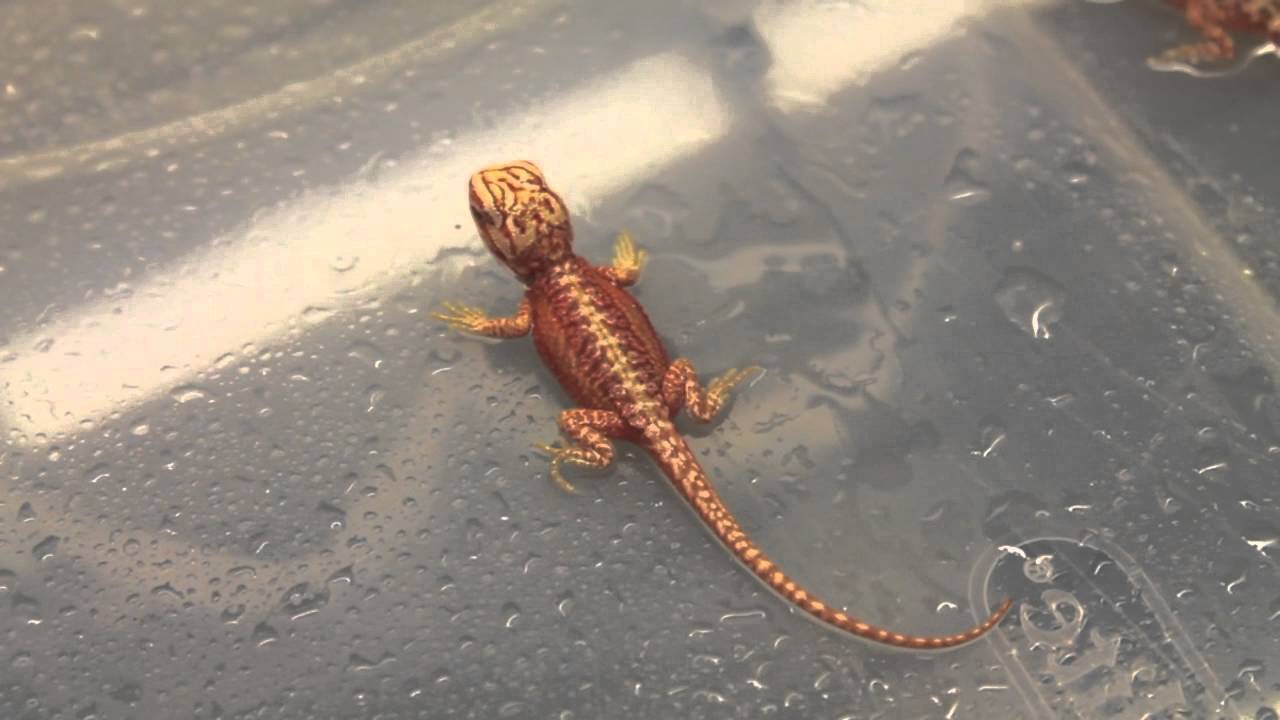 Baby Bearded Dragon Hatchlings Part # 2 - YouTube