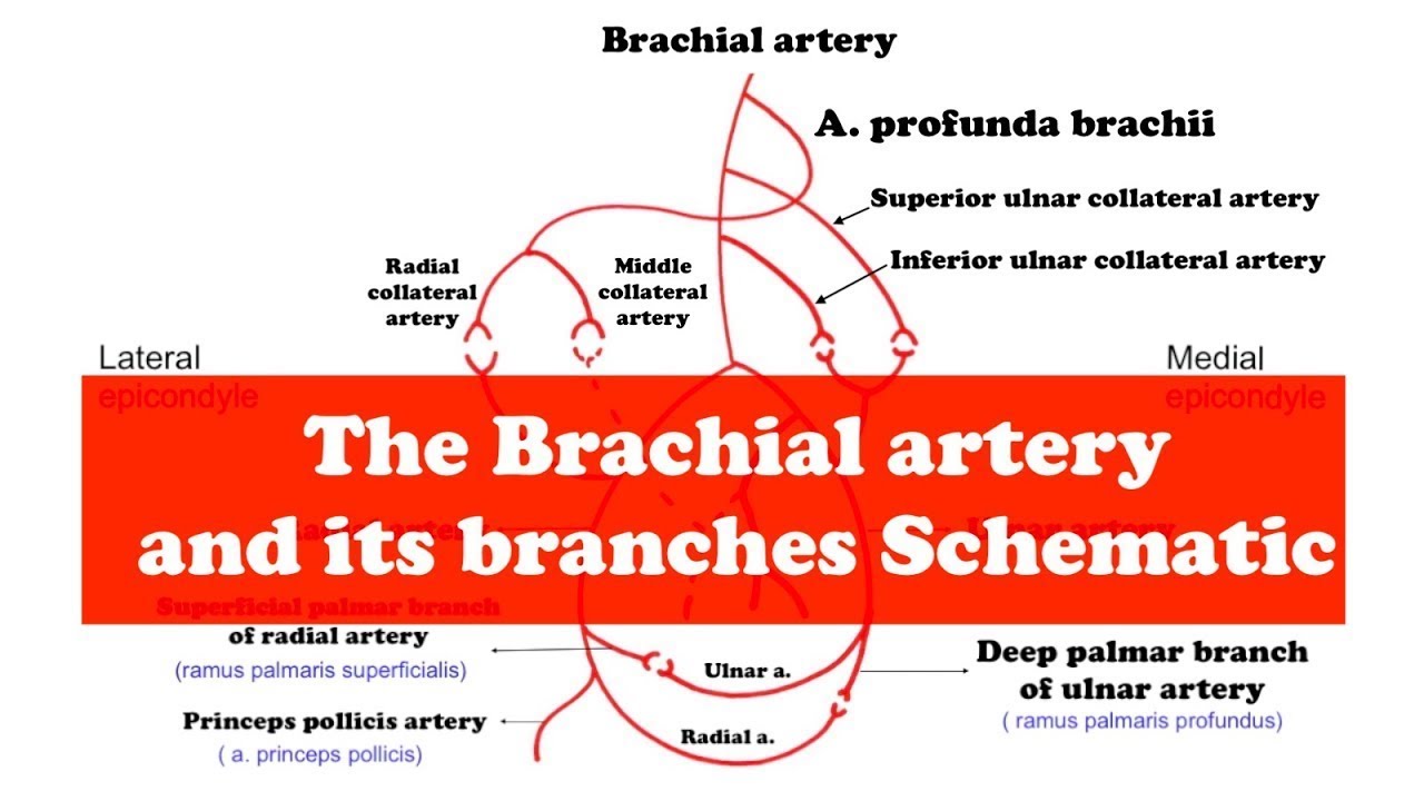 Brachial Artery And Its Branches Youtube