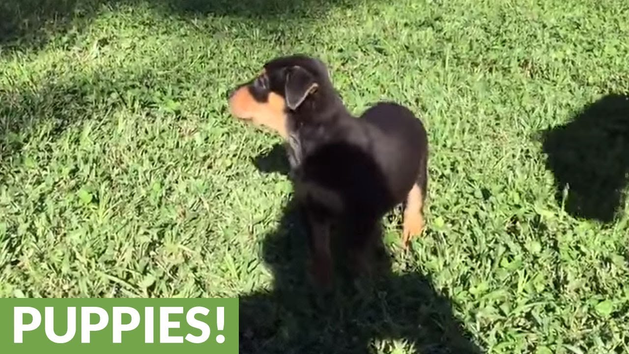 Adorable bouncing rescue puppies run in excitement - YouTube