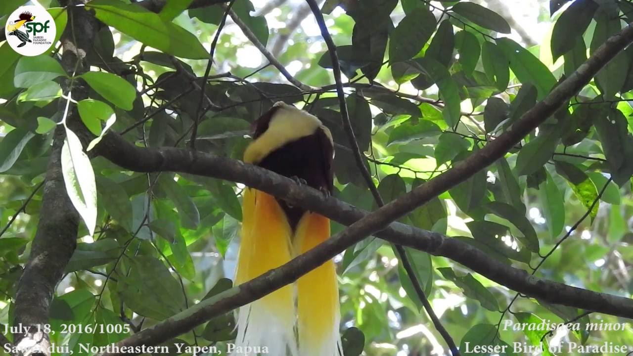 Lesser Bird of Paradise (Paradisaea minor): Prepare to Dancing - YouTube
