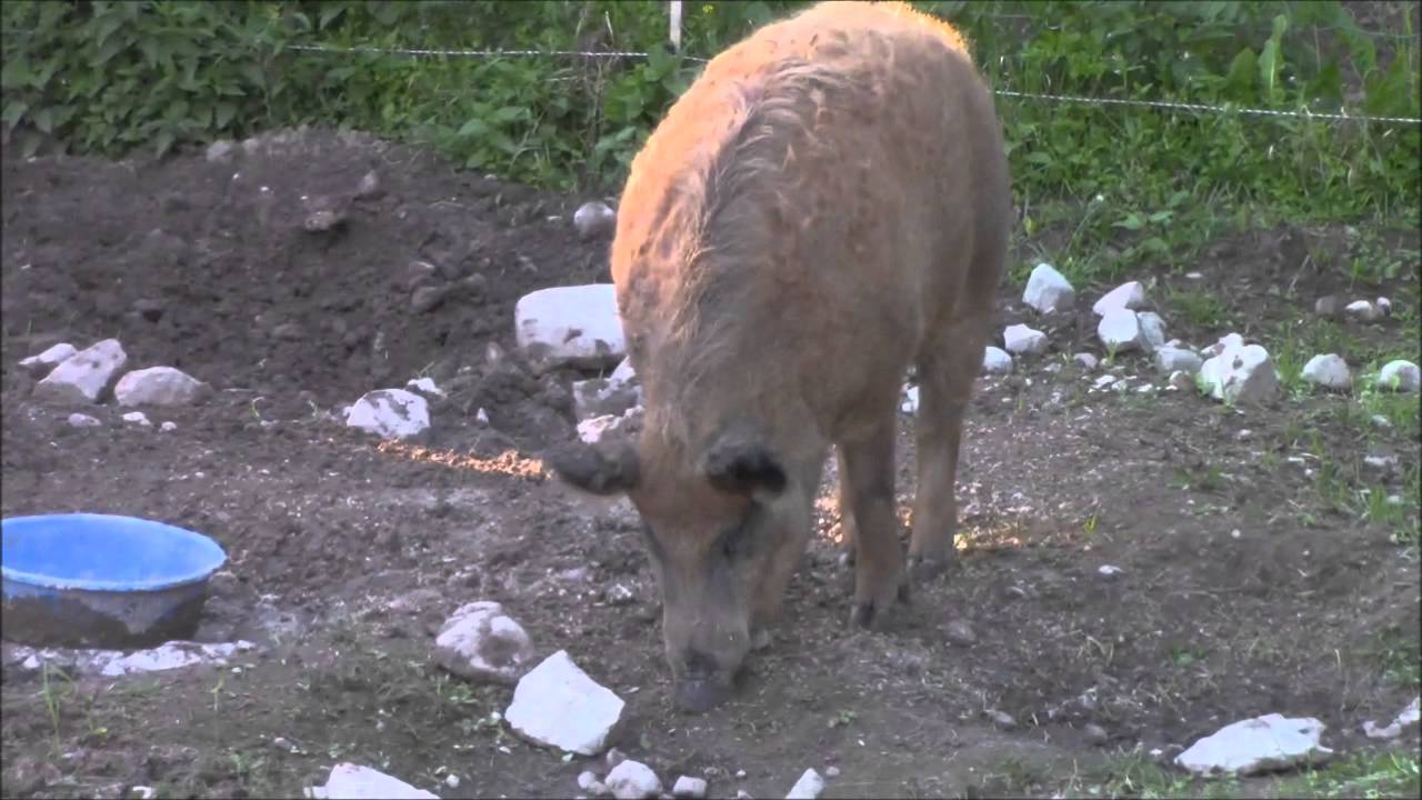 Villasika 13.7.2015 Mangalitsa - YouTube