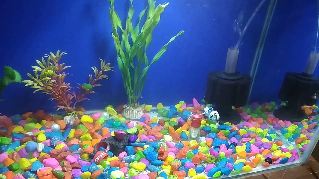 Fish tank shark fish,Moli, gold fish ,Angel Fish. - YouTube