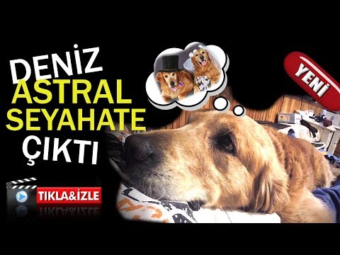Astral Seyahate Çıkan Köpek Deniz :)