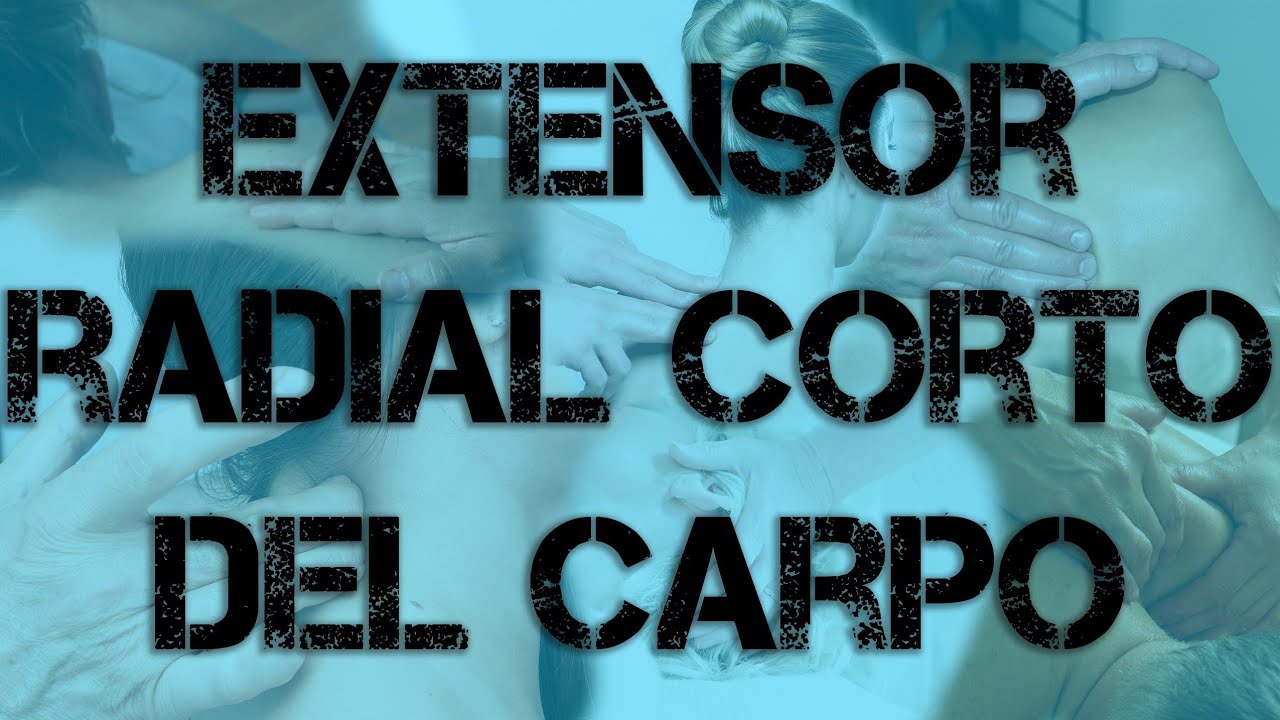 EXTENSOR RADIAL CORTO DEL CARPO - MIOLOGÍA PARA FISIOTERAPIA - YouTube