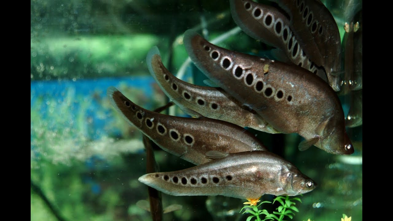 PEIXE FACA PALHAÇO NOVO MORADOR DO AQUÁRIO (CHITARA ORNATA)#55 - YouTube