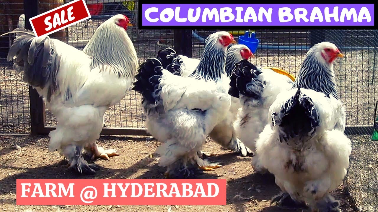 Giant Columbian Brahma Chicken For Sale At Hyderabad 09866207861 giant-columbian-brahma-chicken-for-sale-at-hyderabad-09866207861