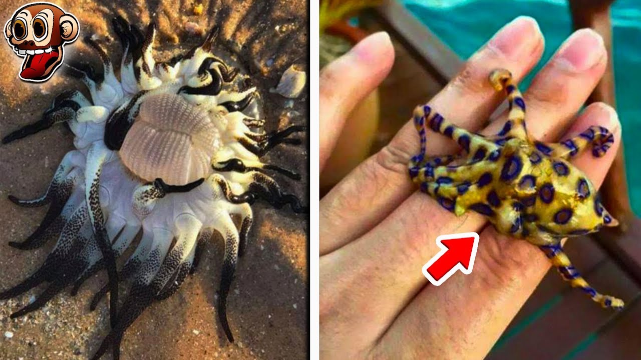 Los 7 Animales Más RAROS de Australia - YouTube