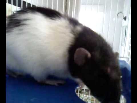 My Pet Dumbo Rat Ruby