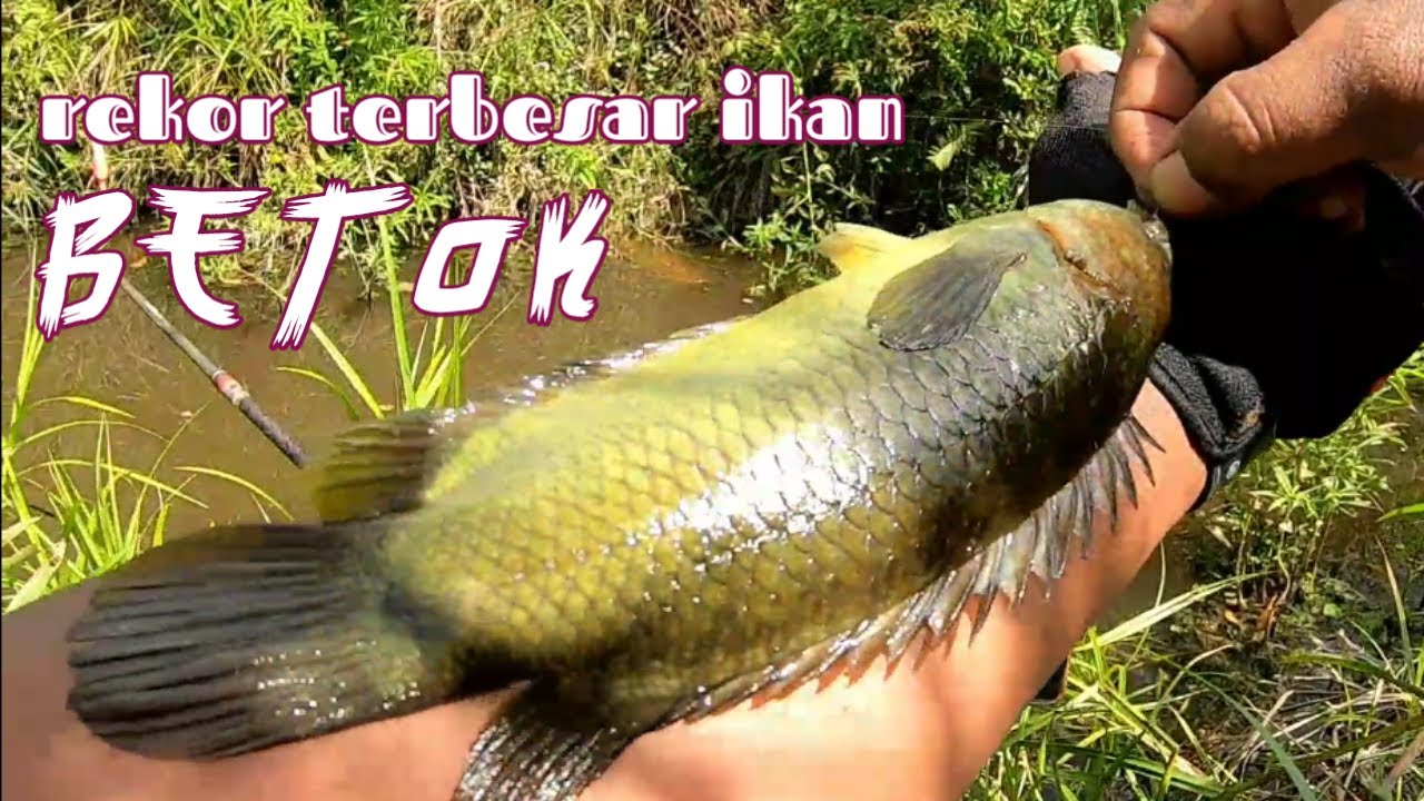REKOR TERBESAR MANCING IKAN BETOK/PAPUYU DI PARIT - YouTube
