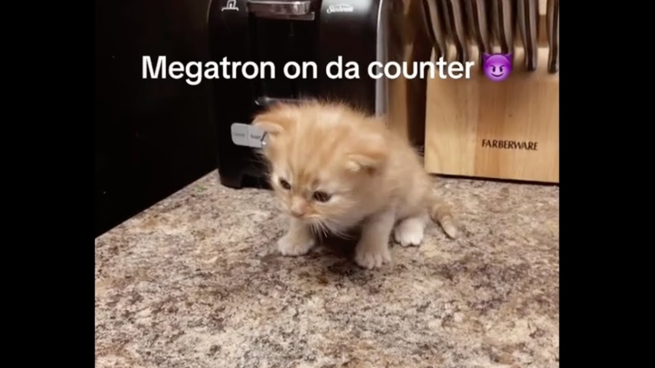 Megatron On Da Counter 😈 - Full Tiktok #kitty Saga - YouTube