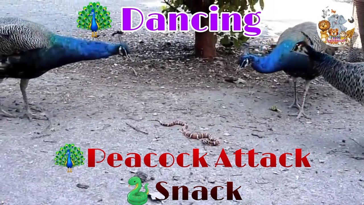Peacock Attack on Snack,मोर नृत्य, no copyright video, no copyright music - YouTube