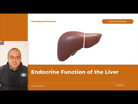 The Endocrine Liver - YouTube