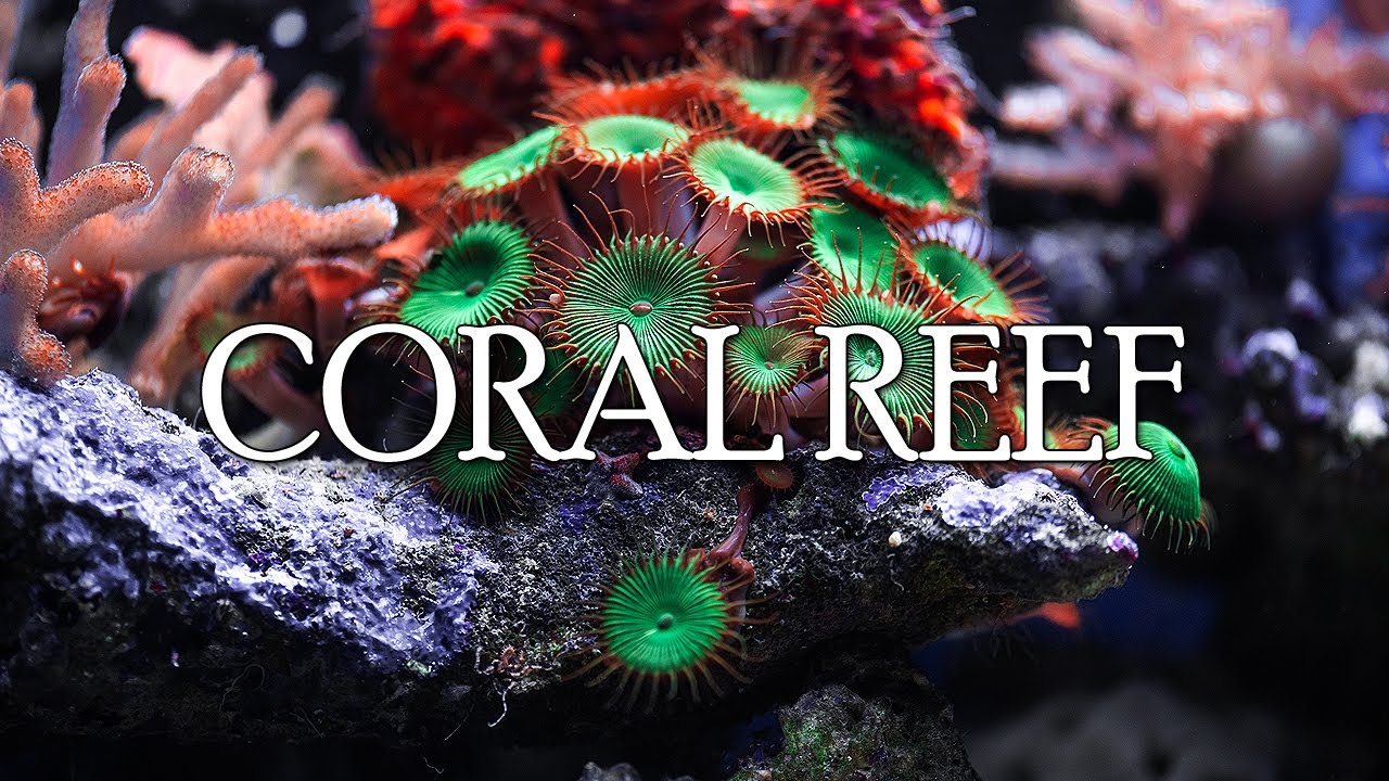 Coral Reef Garden Life 🌿 Underwater WONDERS – Beautiful & Colorful Fish ...