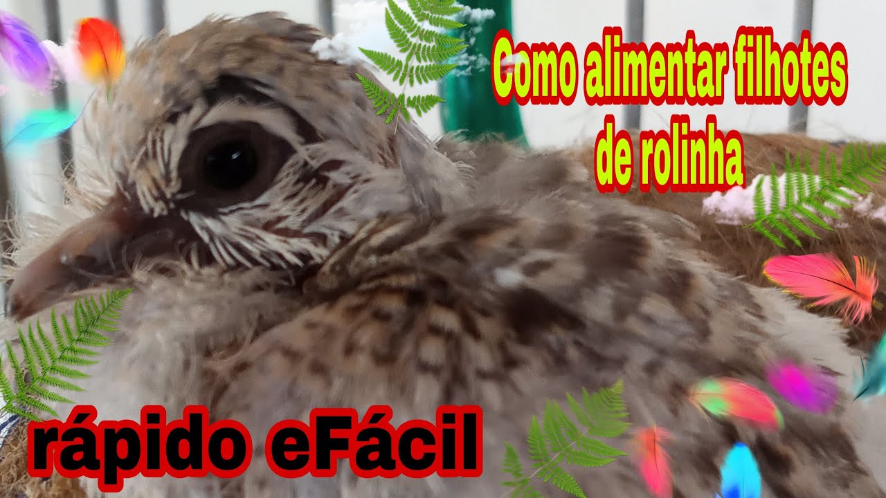 Como alimentar filhote de Rolinha da maneira certa - YouTube