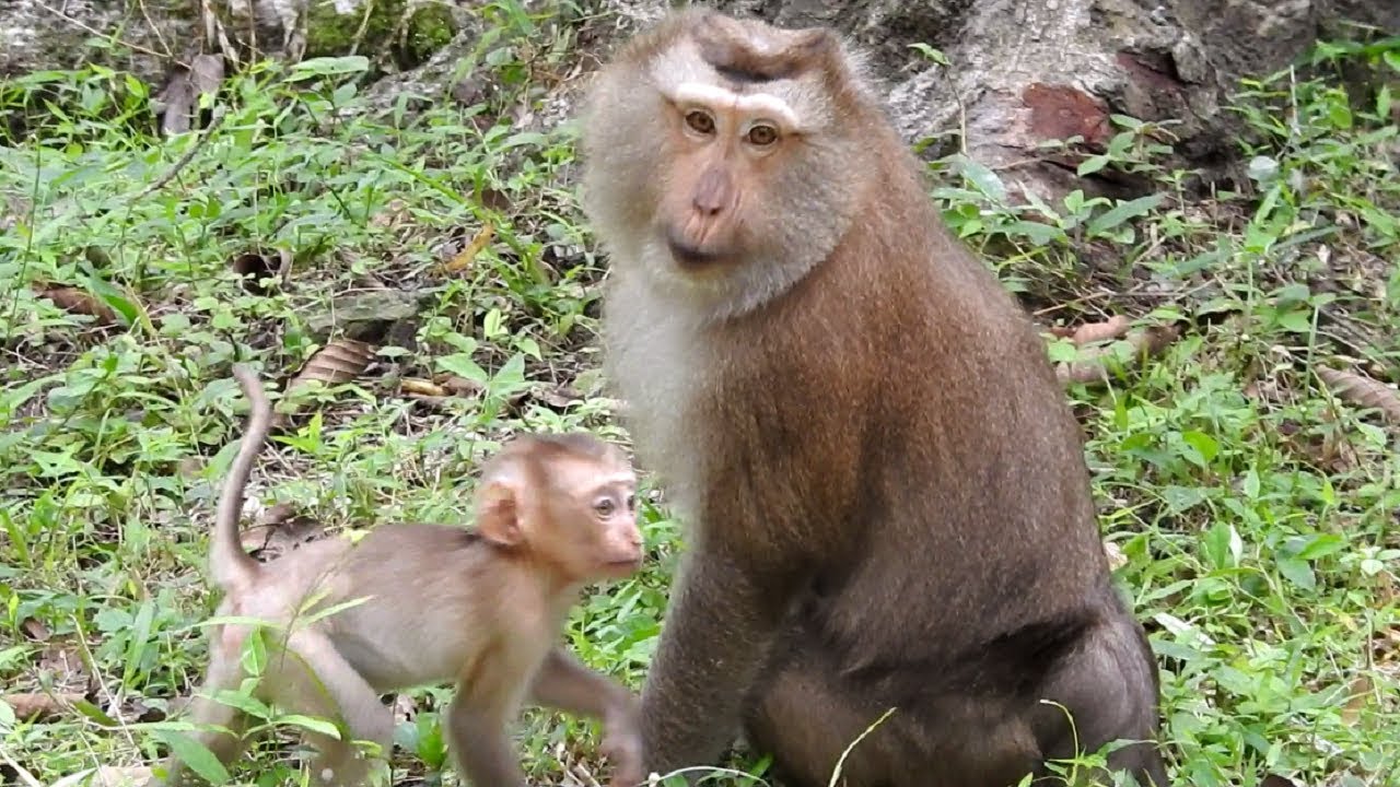 Why New Baby Monkey Come To Meet Mum ST959 Mono Monkey - YouTube