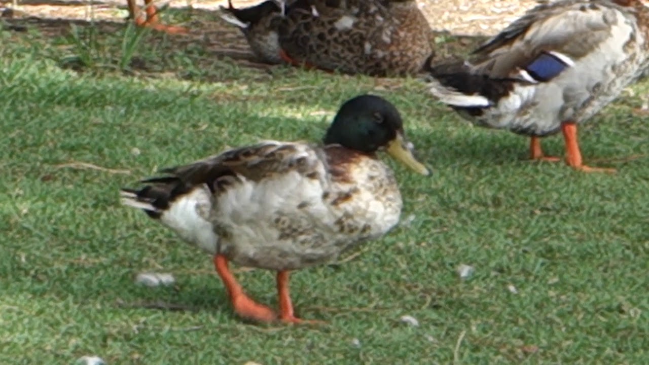 Hey Ducks! - YouTube
