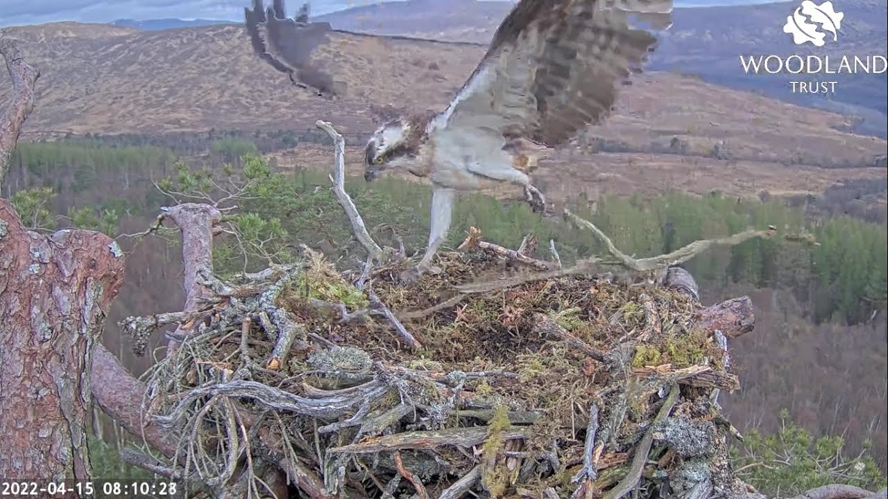 Stickly situation on Loch Arkaig Osprey Nest 2 as Louis wrestles with a ...