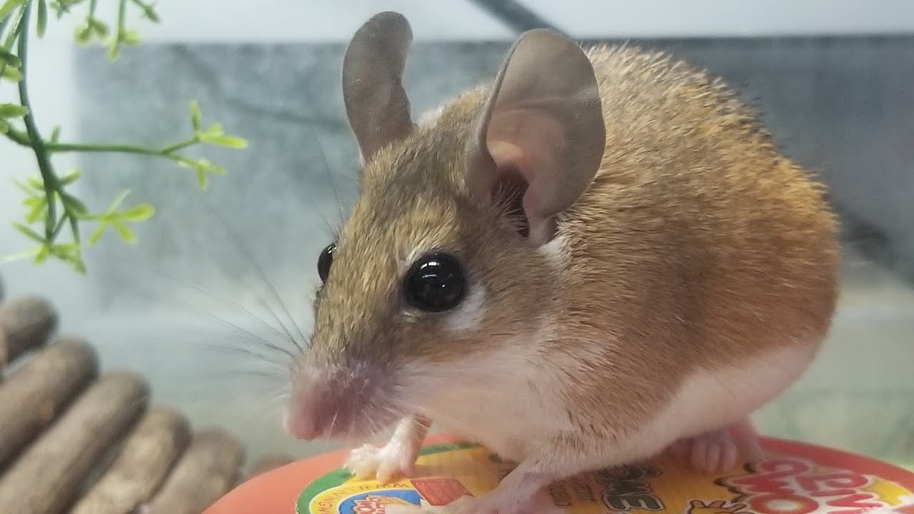 Spiny Mice Cage Setup (1080p) - YouTube